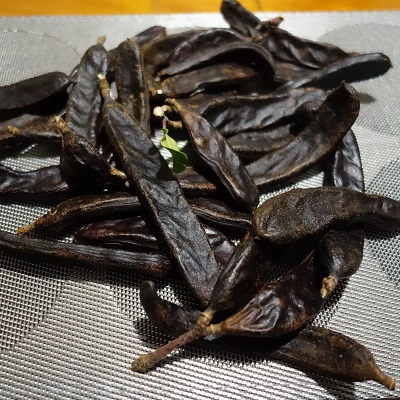Carob (NZ source) – Ceratonia siliqua - West Coast Agroforestry