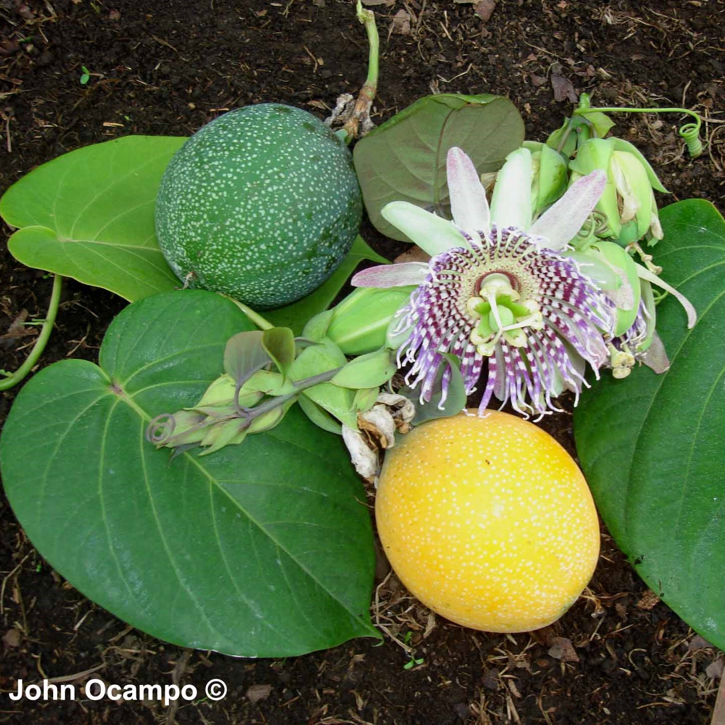 Sweet Granadilla – Passiflora ligularis - West Coast Agroforestry