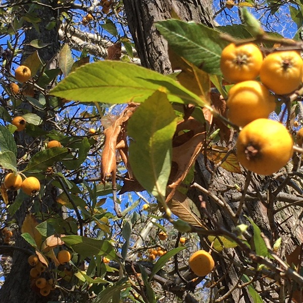 Mexican hawthorn (NZ source) – Crataegus mexicana - West Coast Agroforestry