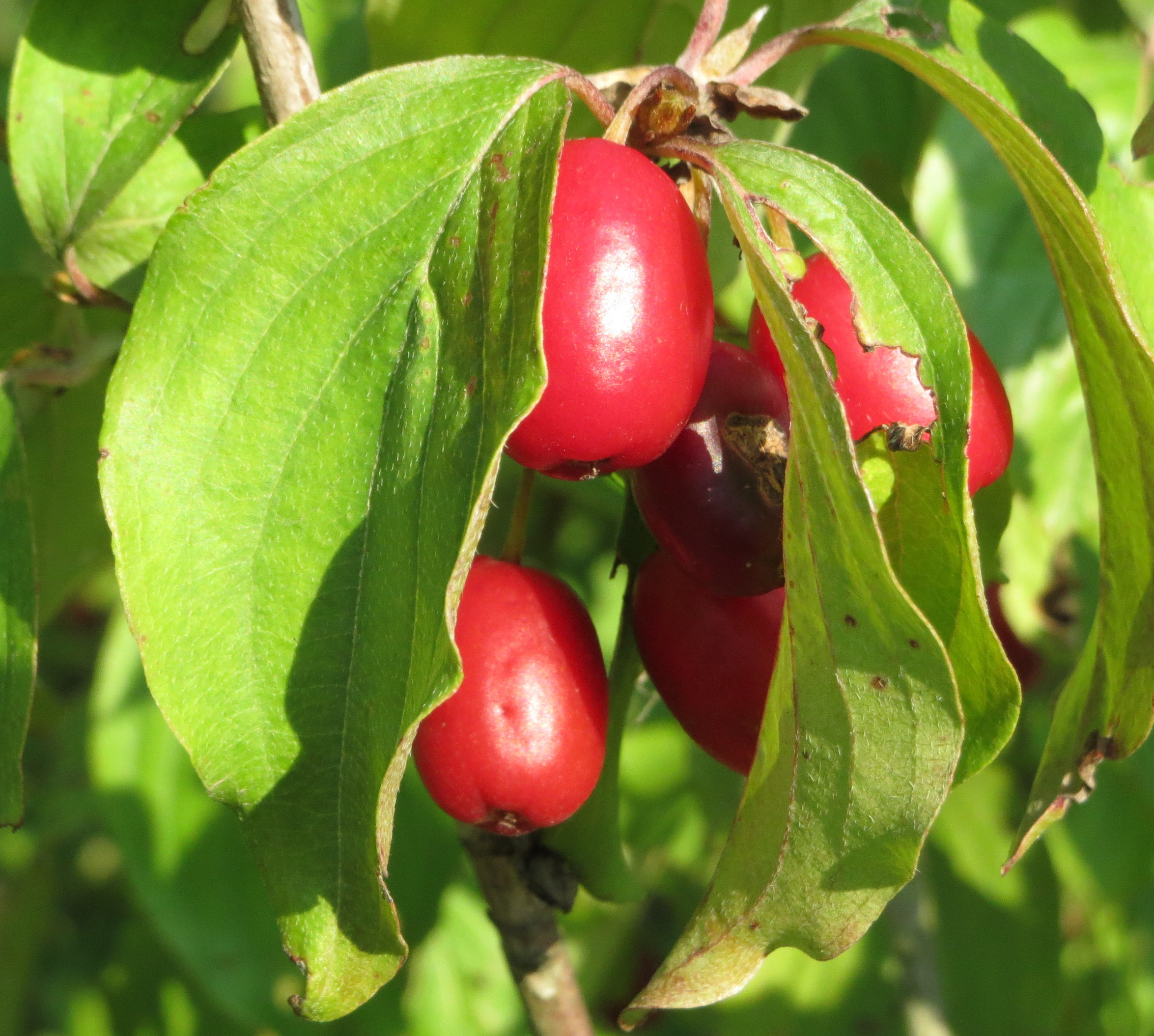 Cornelian cherry – Cornus mas - West Coast Agroforestry